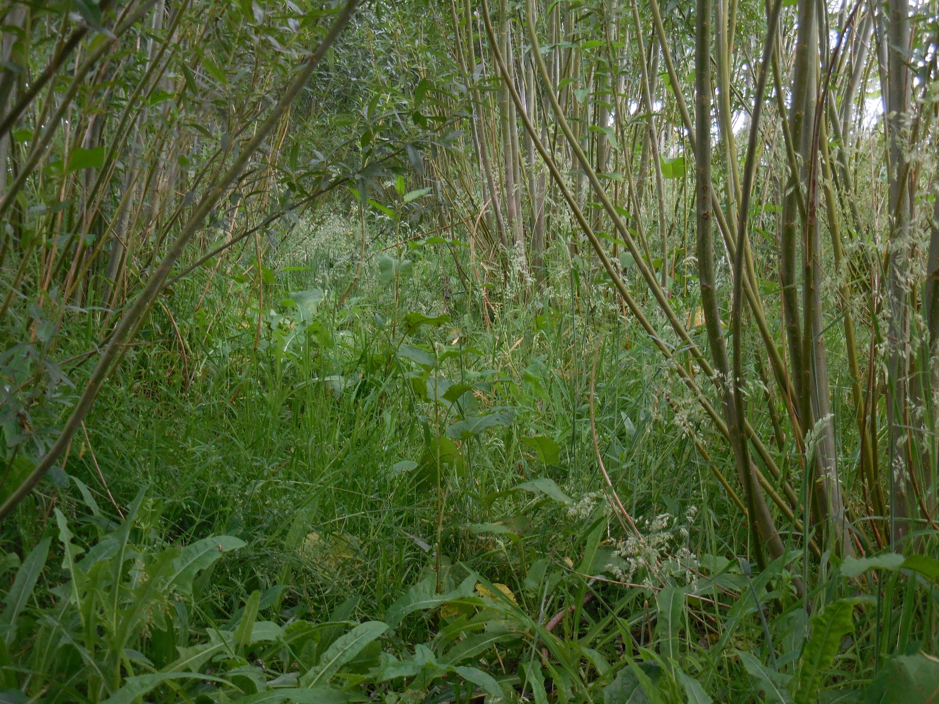 Taillis à courte rotation | Phitech